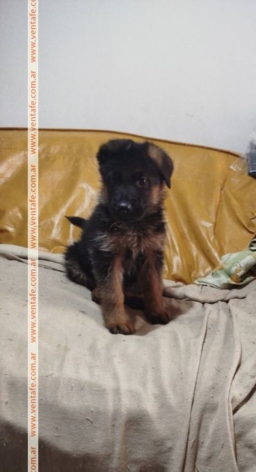 Cachorros ovejero alemán